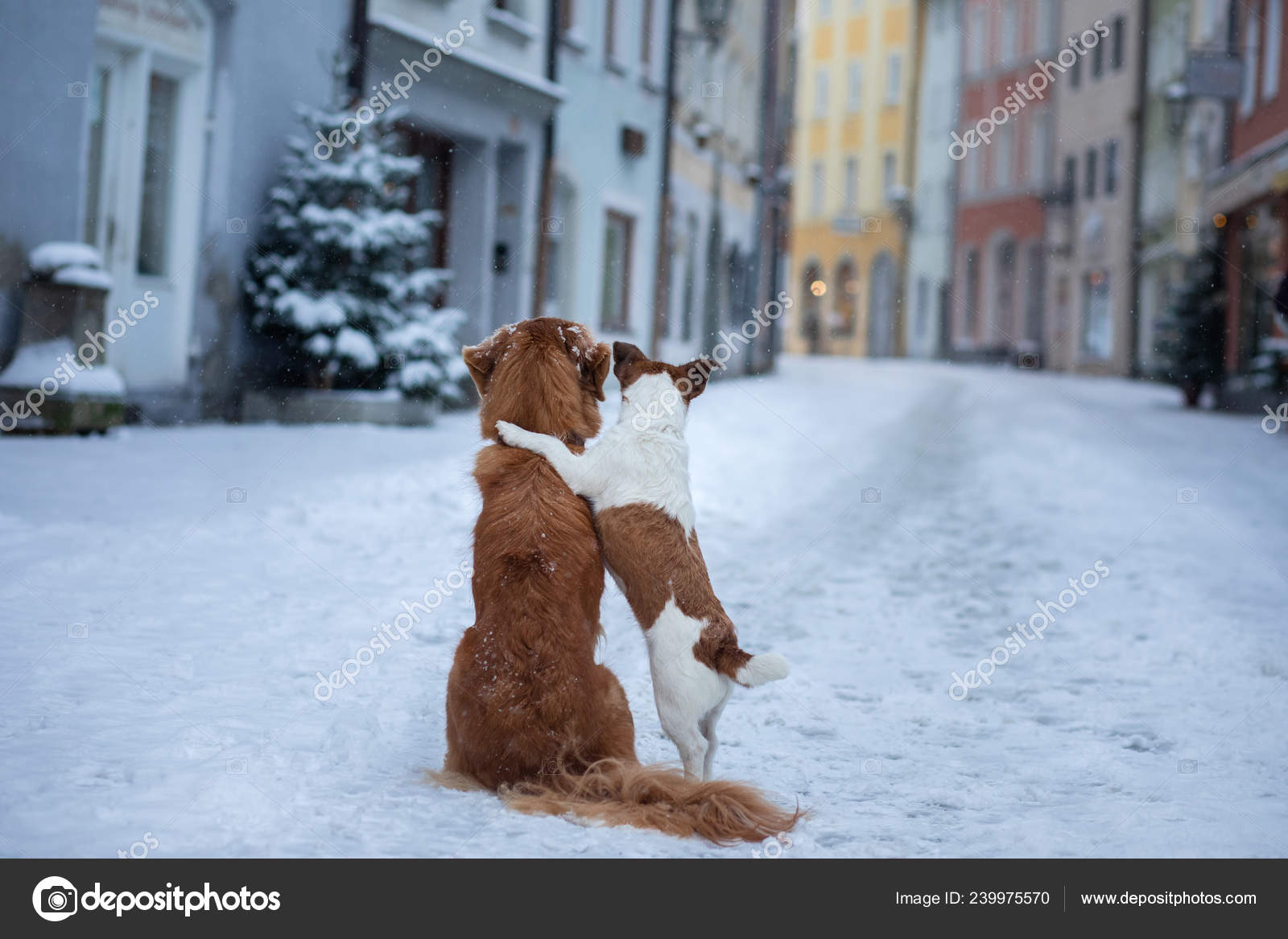 Do Dogs Hug Each Other