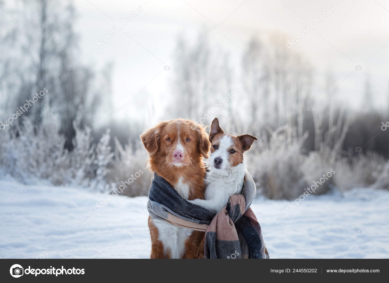 Two Dogs Hugging