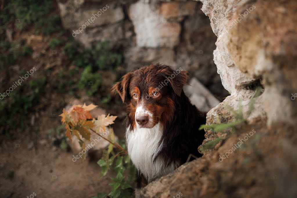 El perro mira hacia la pared de ladrillo. Mascotas en la naturaleza, en ...