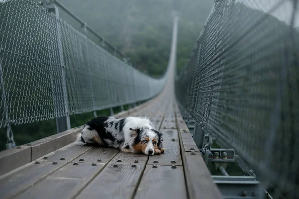 Brug dog Stock Photos, Royalty Free Brug dog Images | Depositphotos