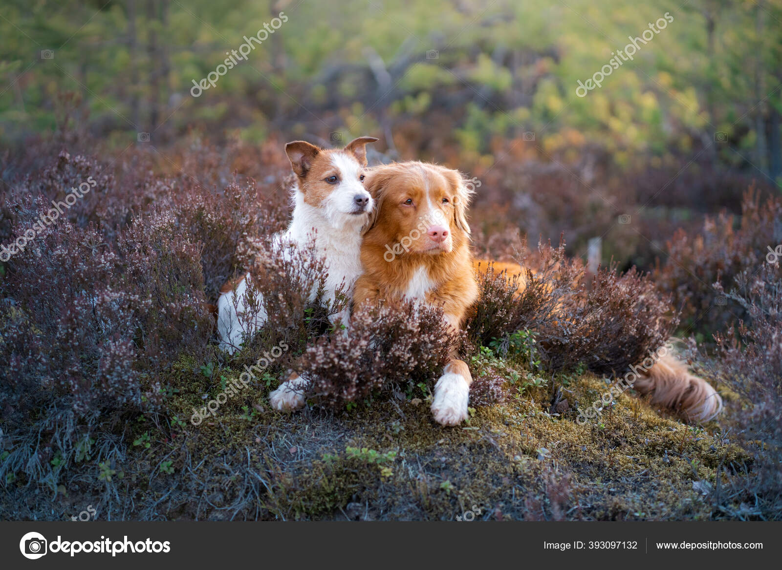 Australian Shepherd Jack Russell Mix