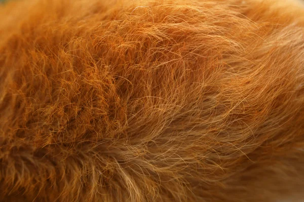 dog fur texture. red-haired, close-up - Stock Image - Everypixel