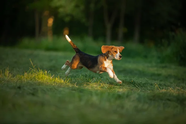 Running Beagle Wallpaper