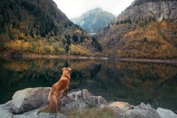 Dog scenery Stock Photos, Royalty Free Dog scenery Images | Depositphotos