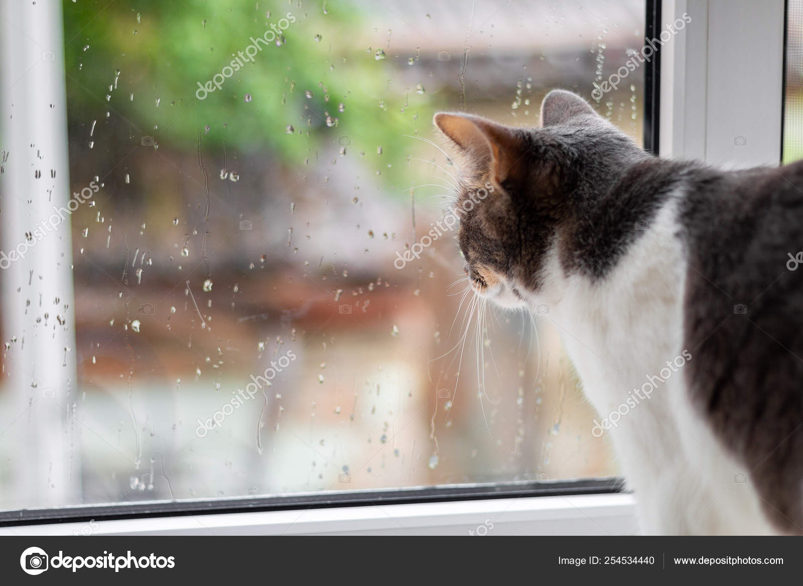 Cat Looking Out Rainy Window
