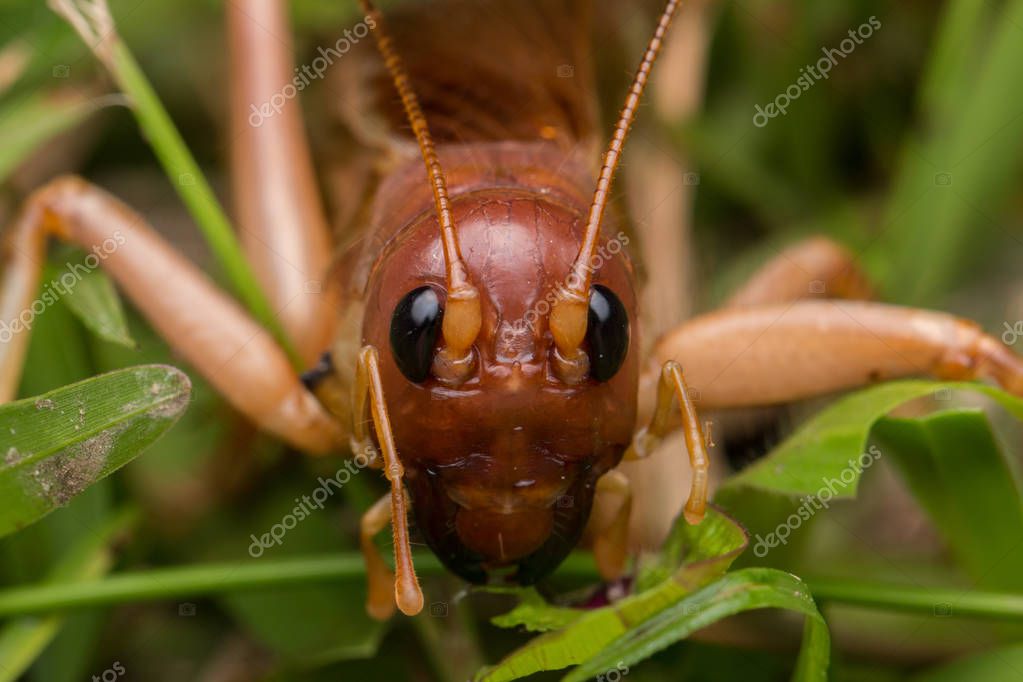 Escena de la naturaleza del grillo gigante en Sabah, Borneo, Imagen de ...
