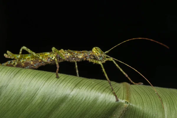 Microcosmus sabatier Stock Photos, Royalty Free Microcosmus sabatier ...