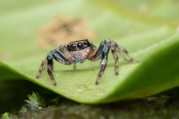 Baby spiders Stock Photos, Royalty Free Baby spiders Images | Depositphotos
