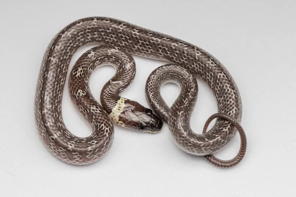 Small snake Stock Photos, Royalty Free Small snake Images | Depositphotos