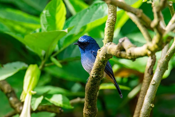 Beautiful blue color bird known as Rufous Vented Flycatcher perched on ...