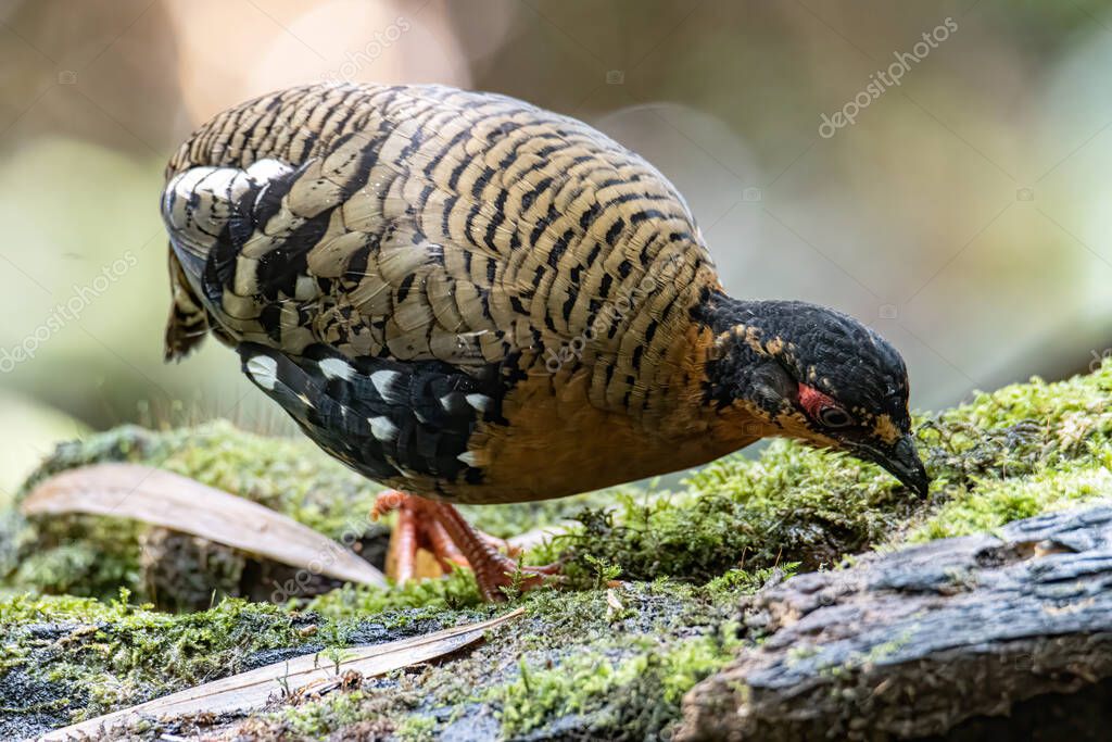 Naturaleza vida silvestre imagen de pájaro de pecho rojo perdiz también ...
