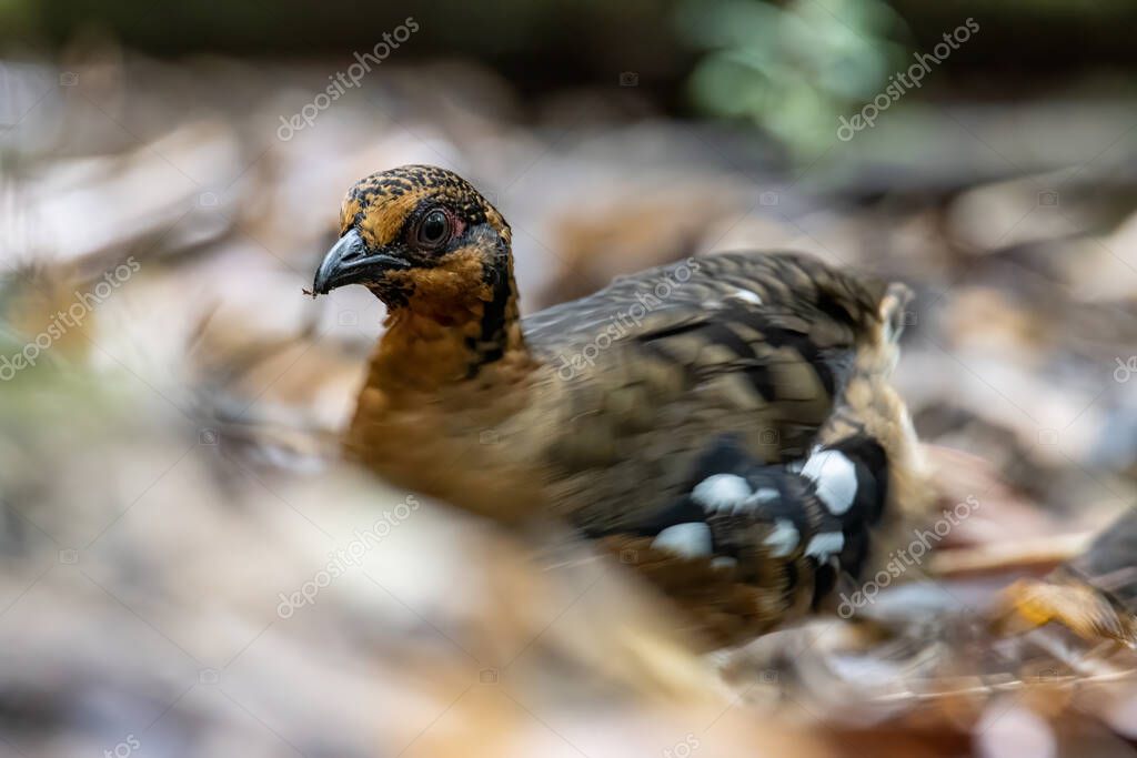 Naturaleza vida silvestre imagen de pájaro de pecho rojo perdiz también ...