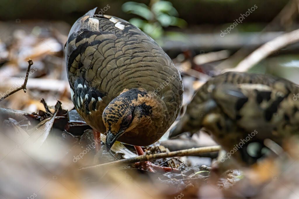 Naturaleza vida silvestre imagen de pájaro de pecho rojo perdiz también ...