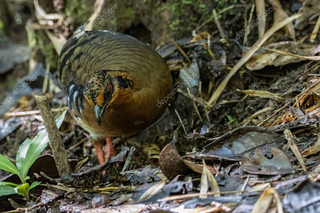 Naturaleza vida silvestre imagen de pájaro de pecho rojo perdiz también ...