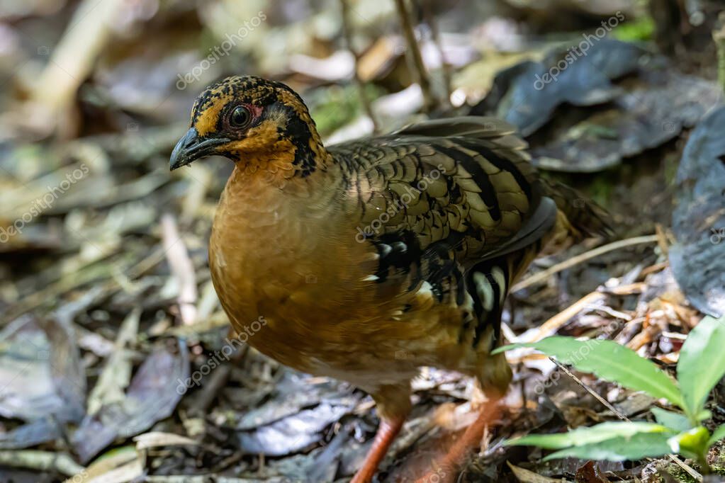Naturaleza vida silvestre imagen de pájaro de pecho rojo perdiz también ...
