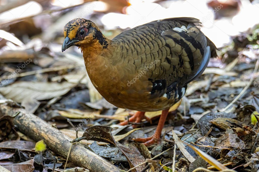 Naturaleza vida silvestre imagen de pájaro de pecho rojo perdiz también ...