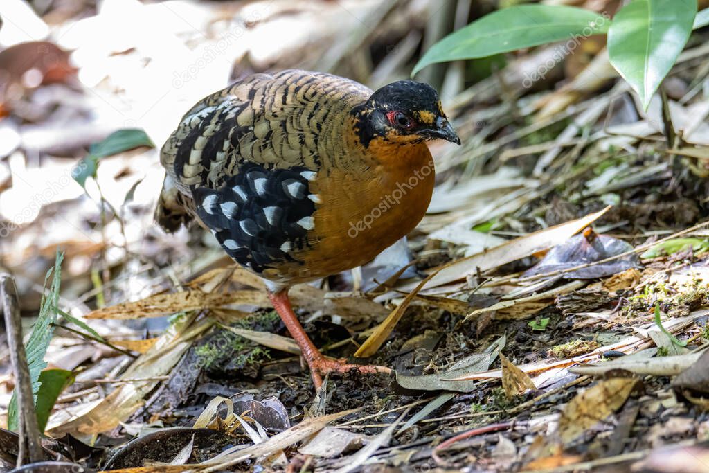 Naturaleza vida silvestre imagen de pájaro de pecho rojo perdiz también ...