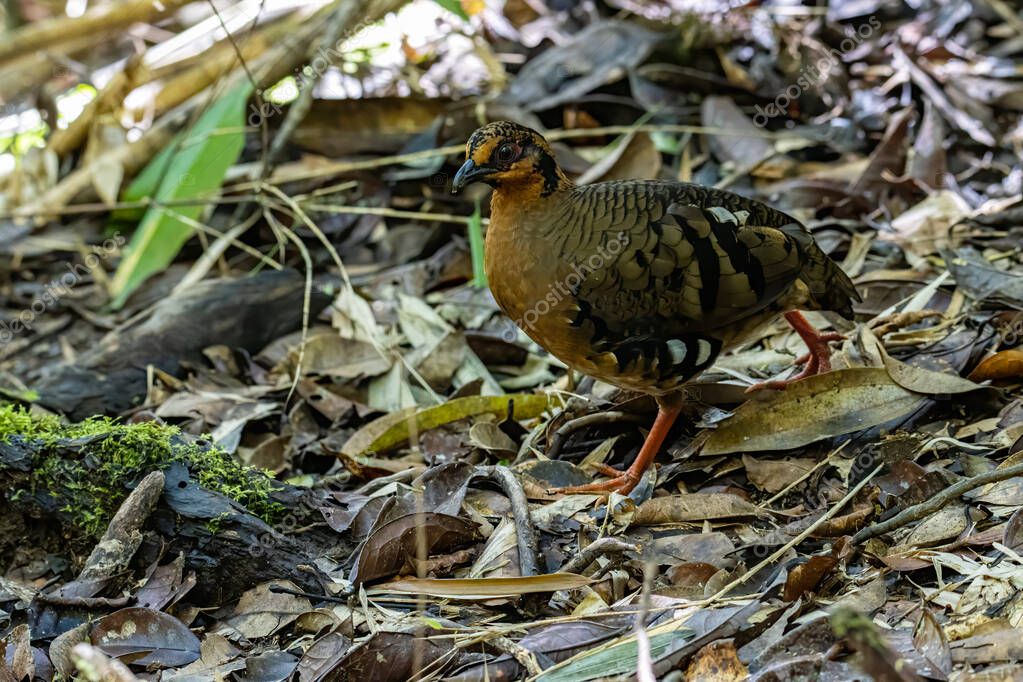 Naturaleza vida silvestre imagen de pájaro de pecho rojo perdiz también ...