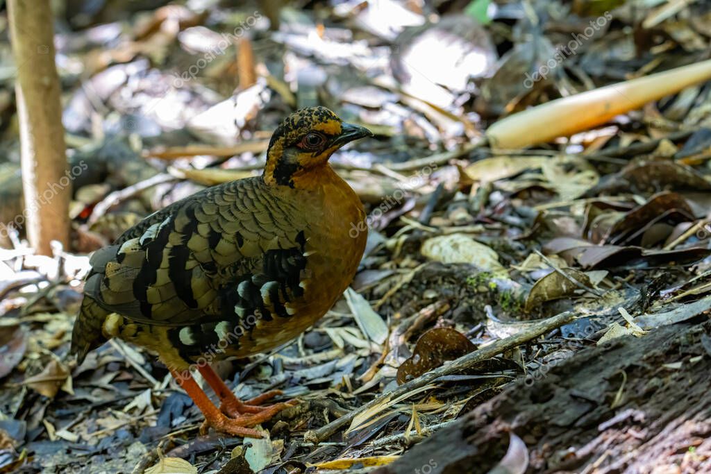 Naturaleza vida silvestre imagen de pájaro de pecho rojo perdiz también ...