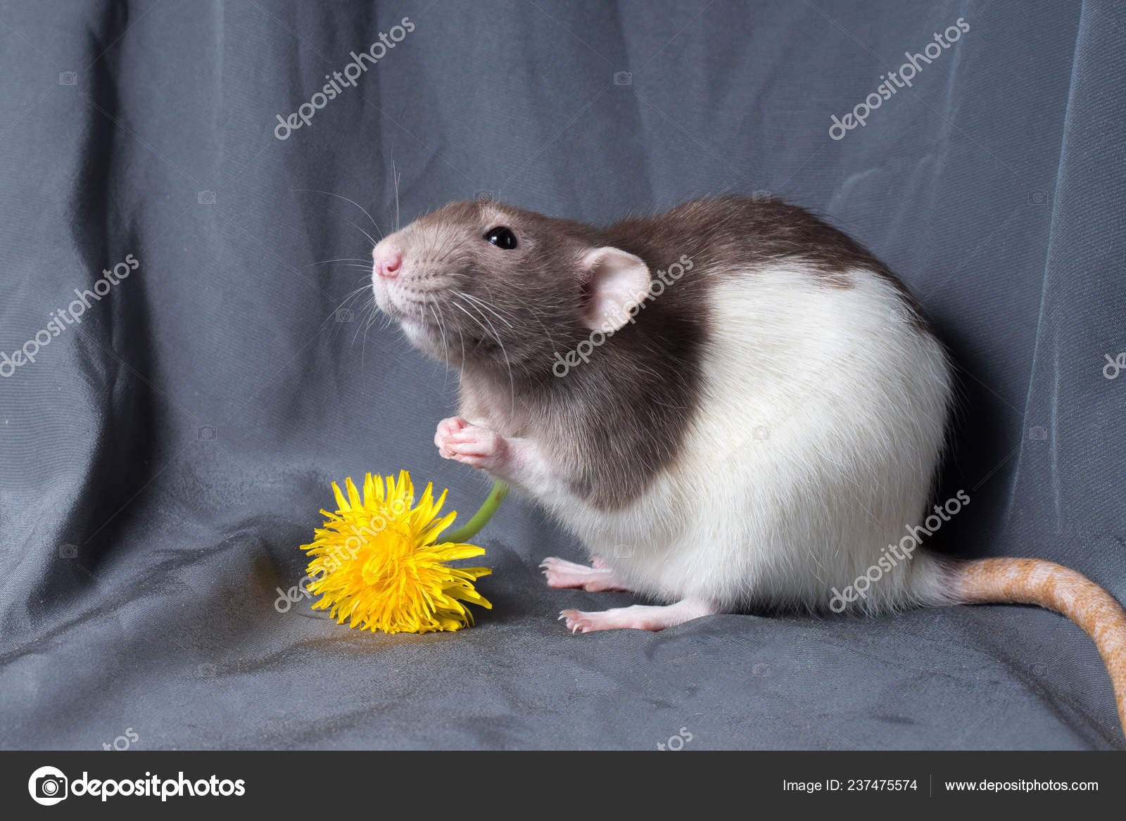 Rat Dark Background Stock Photo by ©den0674@mail.ru 237475574