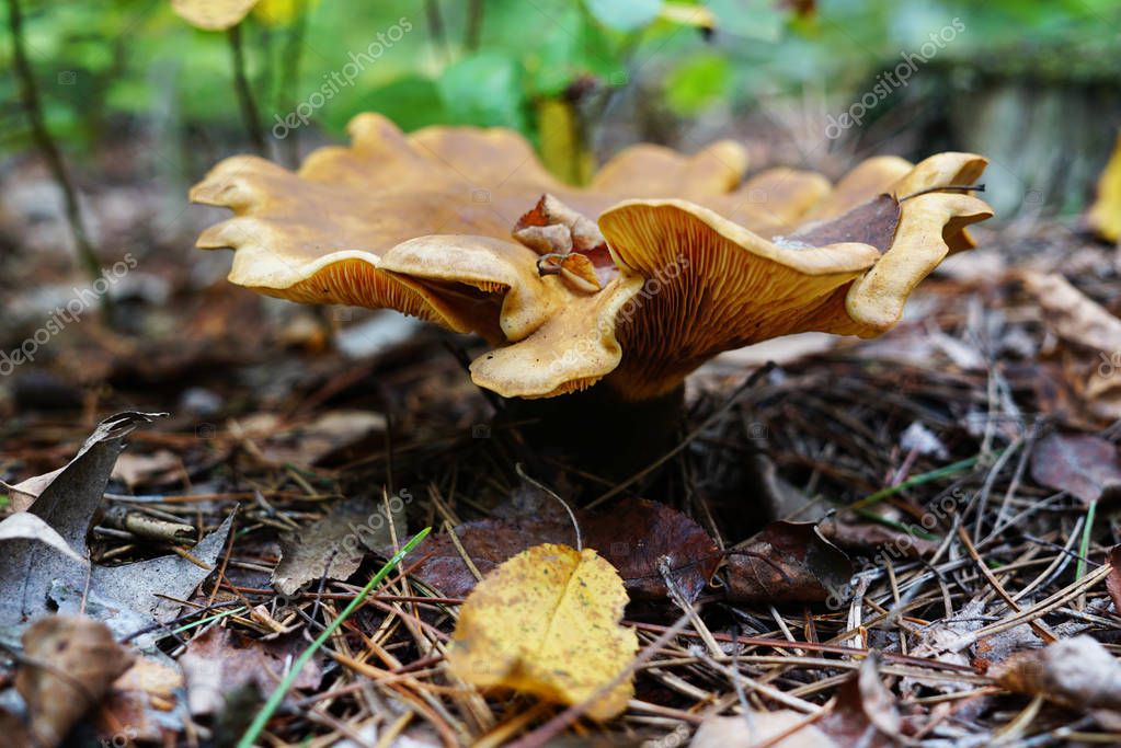 La tapa del hongo ondulante grande es de color amarillo. El hongo crece ...