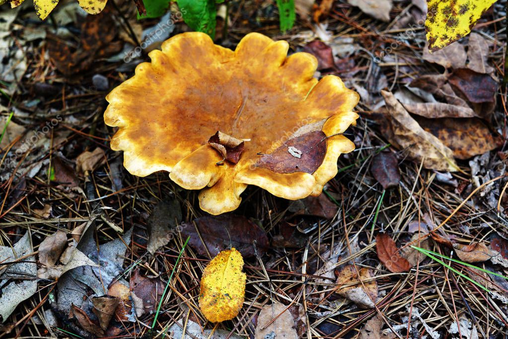 La tapa del hongo ondulante grande es de color amarillo. El hongo crece ...