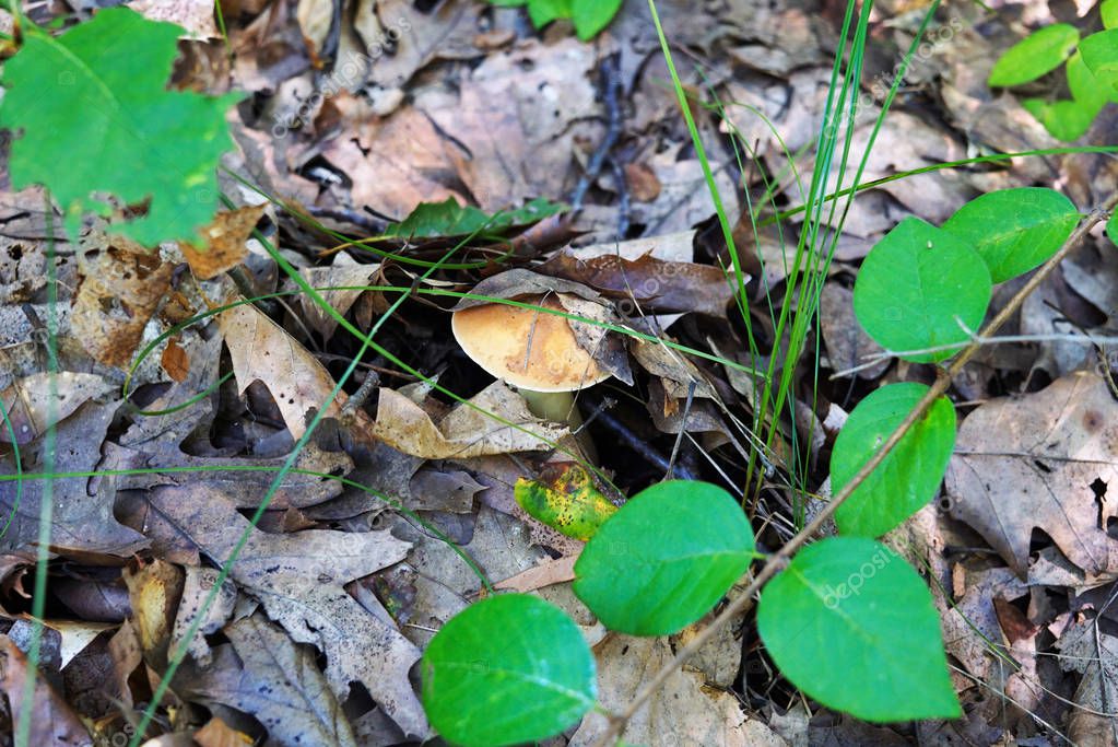 El hongo con un sombrero marrón se ve desde debajo del follaje de otoño ...