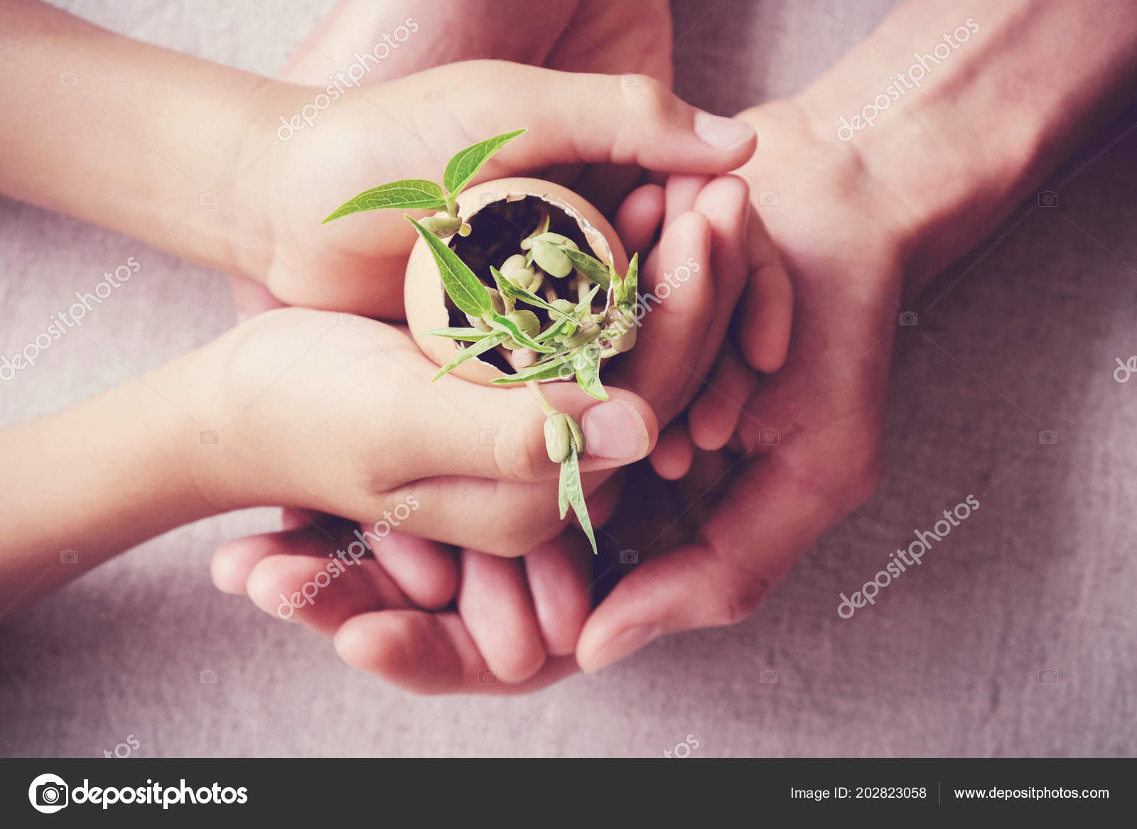 Human Hands Holding Seedling Plants Eggshell Eco Gardening — Stock ...