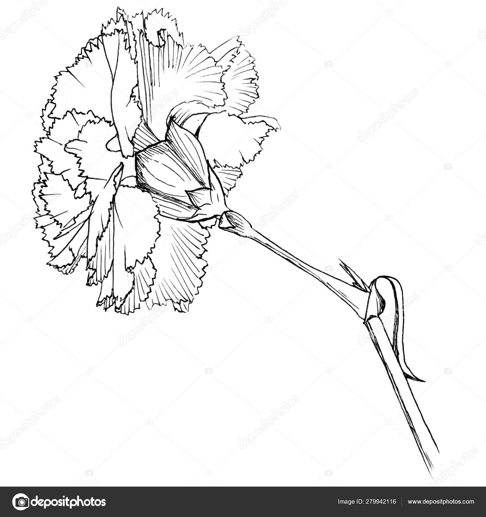 Dibujo a mano Flores de clavel. Arte de línea aislada con fondo blanco ...