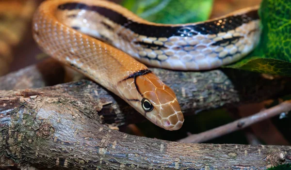 Serpiente de joyería indonesia o Coelognathus subradiatus. Es un género ...