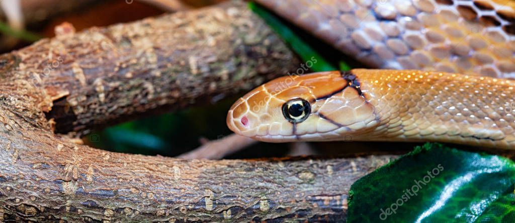 Serpiente de joyería indonesia o Coelognathus subradiatus. Es un género ...