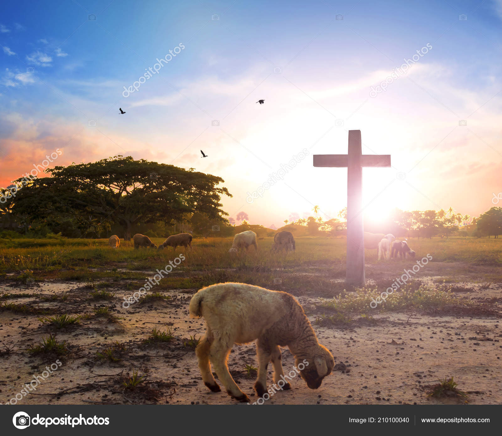Lamb Of God Jesus Christ Lamb Of God Jesus Christ