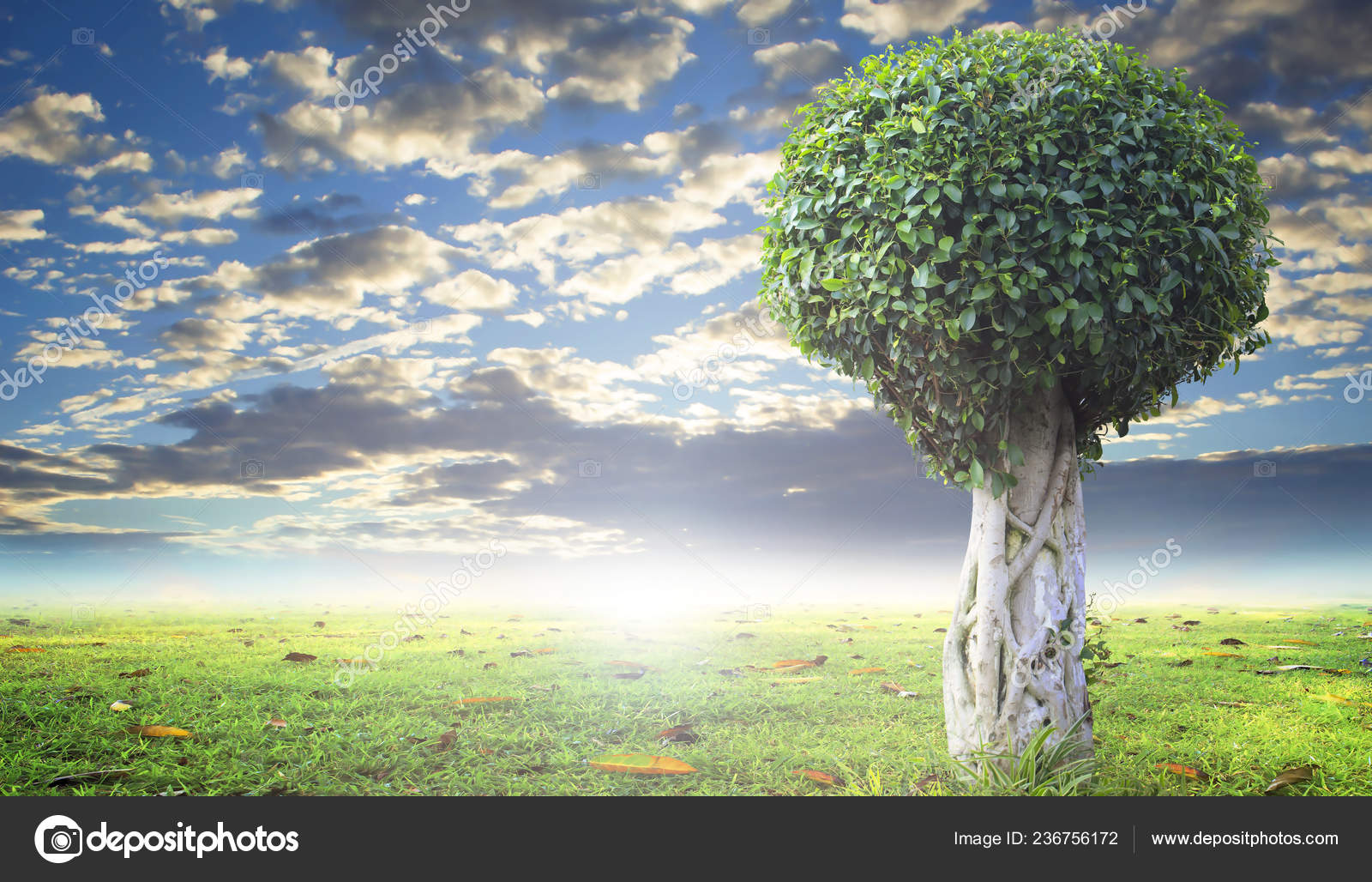 World Environment Day Concept Tree New Leaf Growth Early Spring Stock ...