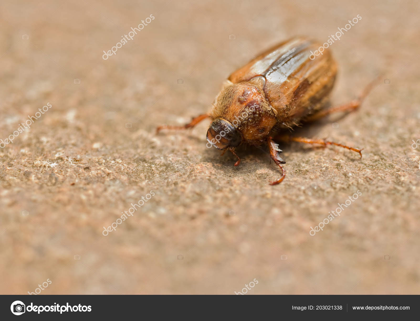 Big Beetle Crawling Ground Very Well Visible Fur Its Back — Stock Photo ...