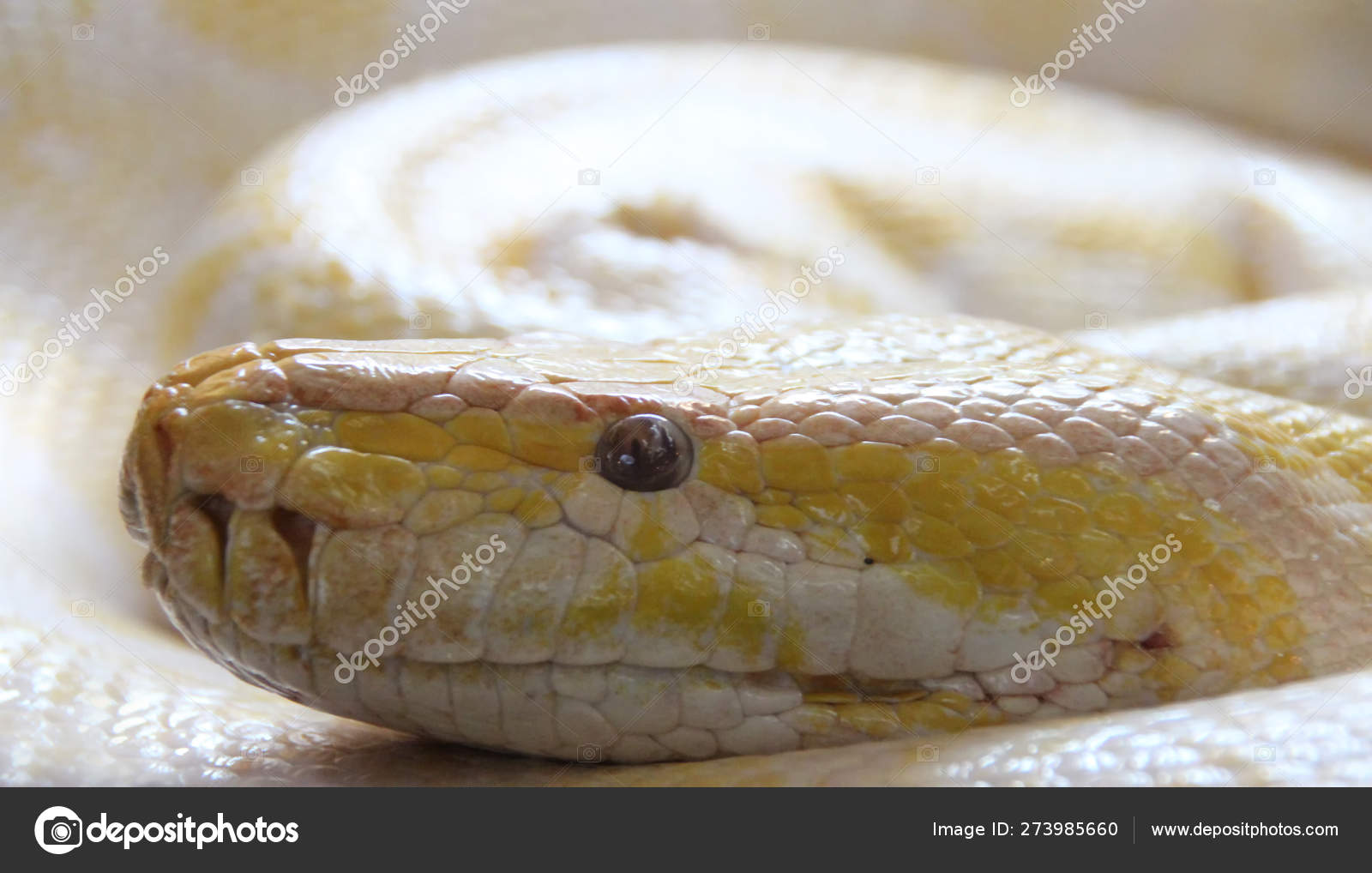 Closeup Snake — Stock Photo © Hannah1982 #273985660