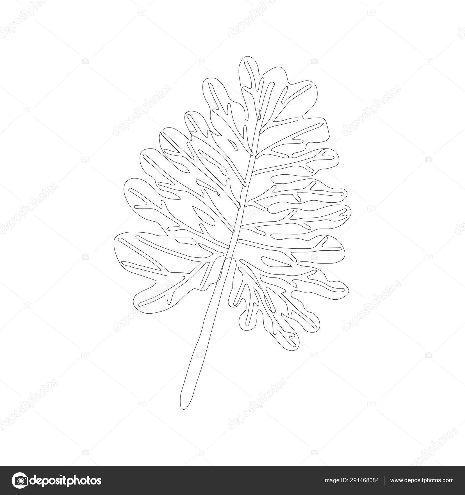 Philodendron leaf in black outline on white background Stock Vector ...