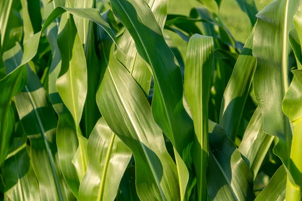Corn leaves Images - Search Images on Everypixel