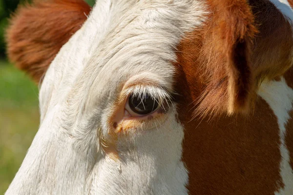 Ojo vaca fotos de stock, imágenes de Ojo vaca sin royalties | Depositphotos