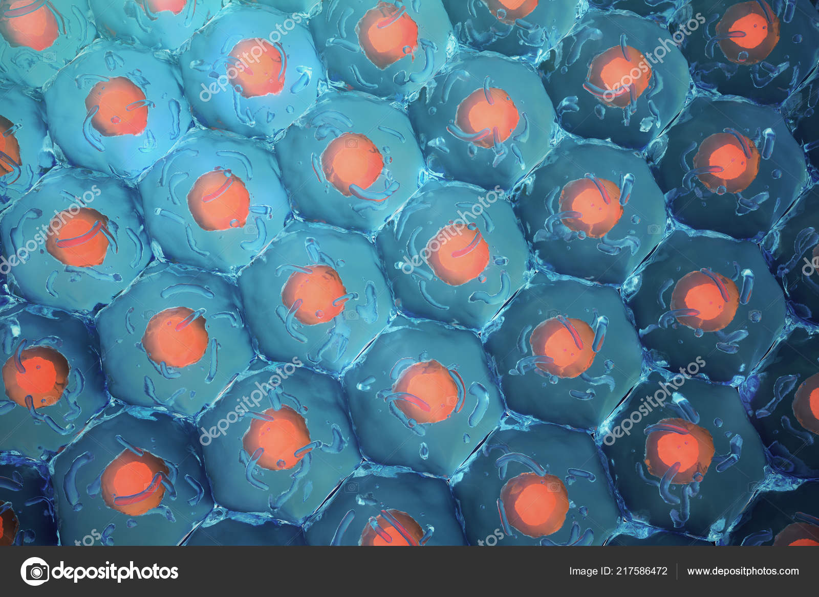 Human Cells Cell Colony Concept Science Medicine Regeneration Cells ...