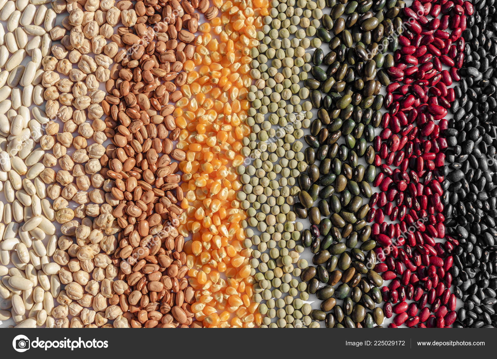 Grain Varieties Gradient — Stock Photo © cesarvr #225029172