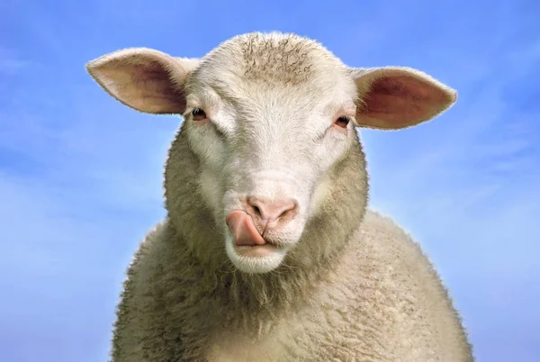 Sheep face Images - Search Images on Everypixel