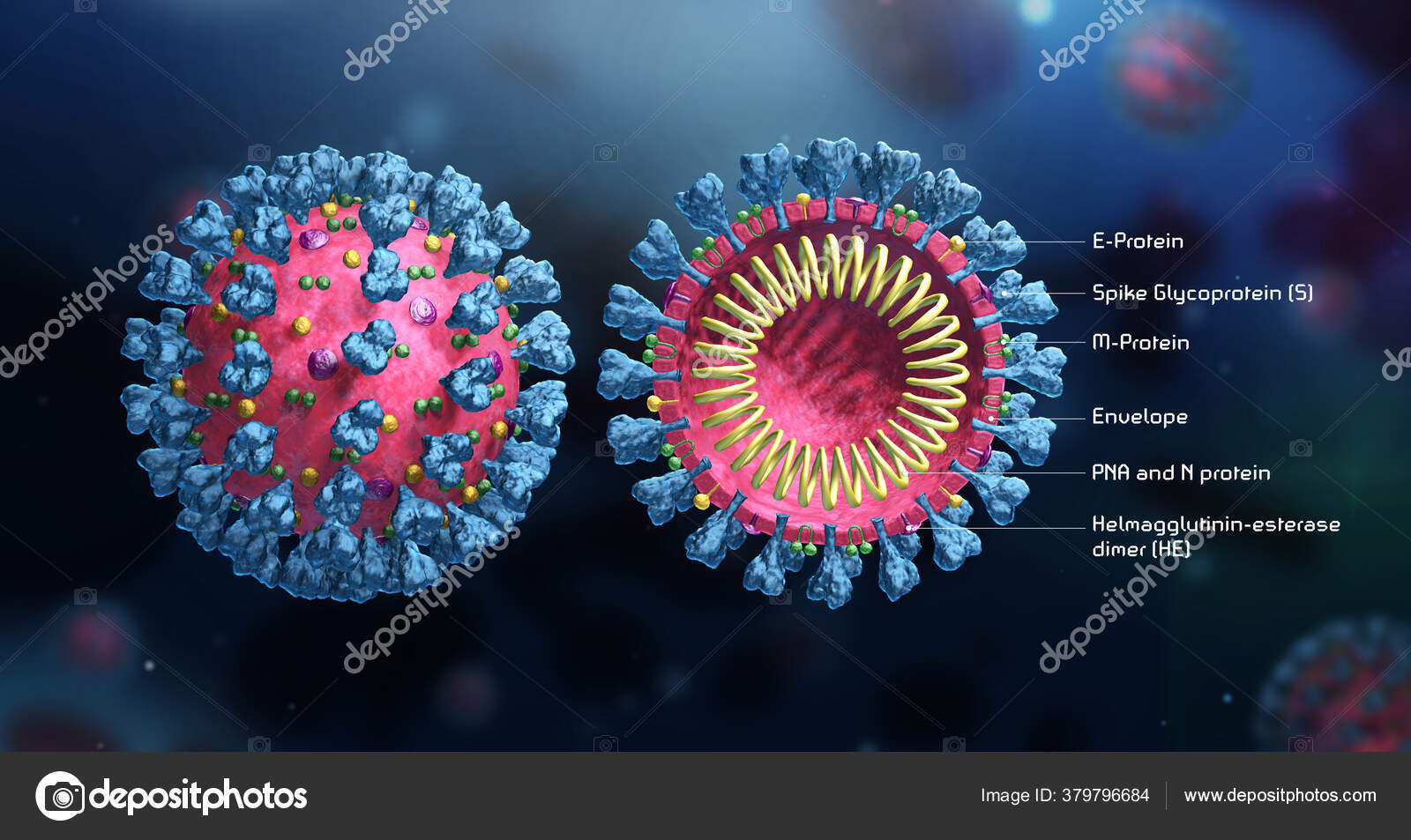 Virus Structure 3d