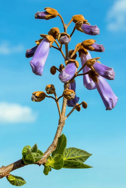 Árbol de rápido crecimiento Paulownia flor sobre el cielo azul con ...