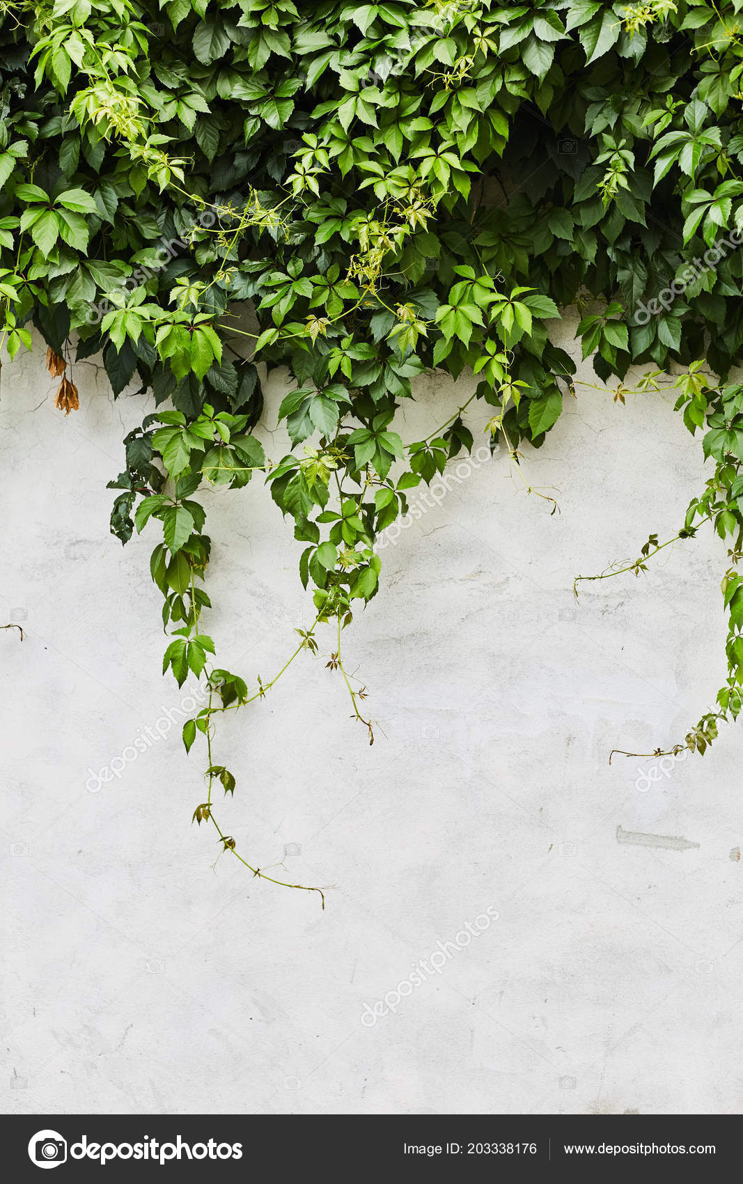 Creeper plant image | The Green Creeper Plant on — Stock Photo ...