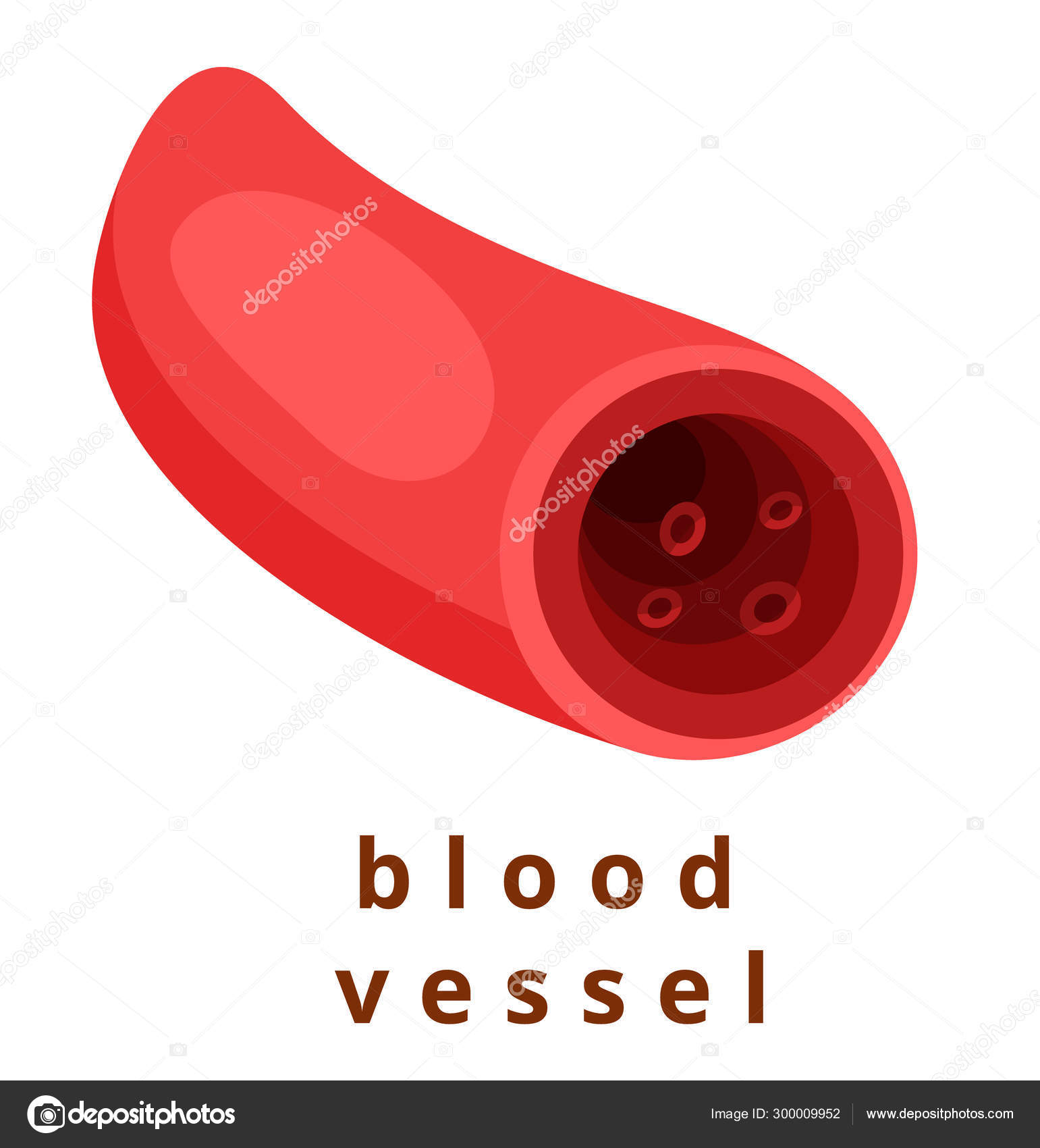 Arteria sangre roja Vector de stock #300009952 de ©marcovector1993