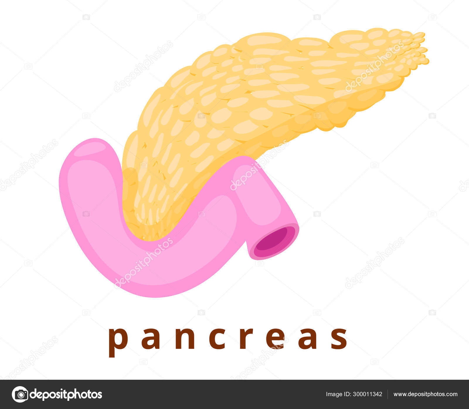 Human internal organ Stock Vector by ©marcovector1993 300011342