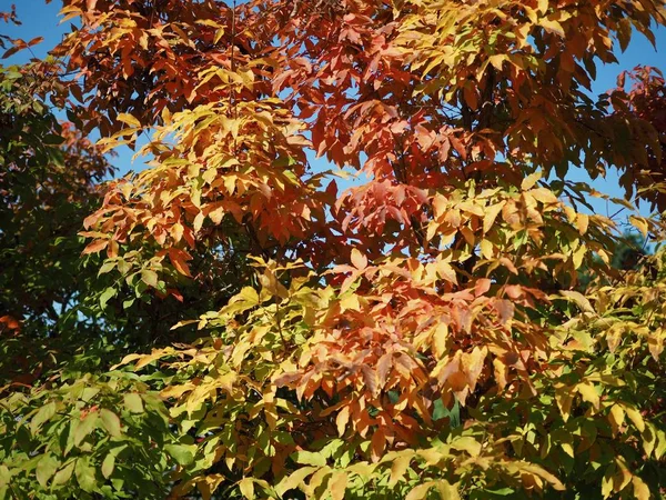 Indian maple Stock Photos, Royalty Free Indian maple Images | Depositphotos