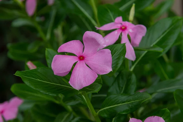 Fotos de Росей 2c катарантус, Imagens de Росей 2c катарантус sem ...