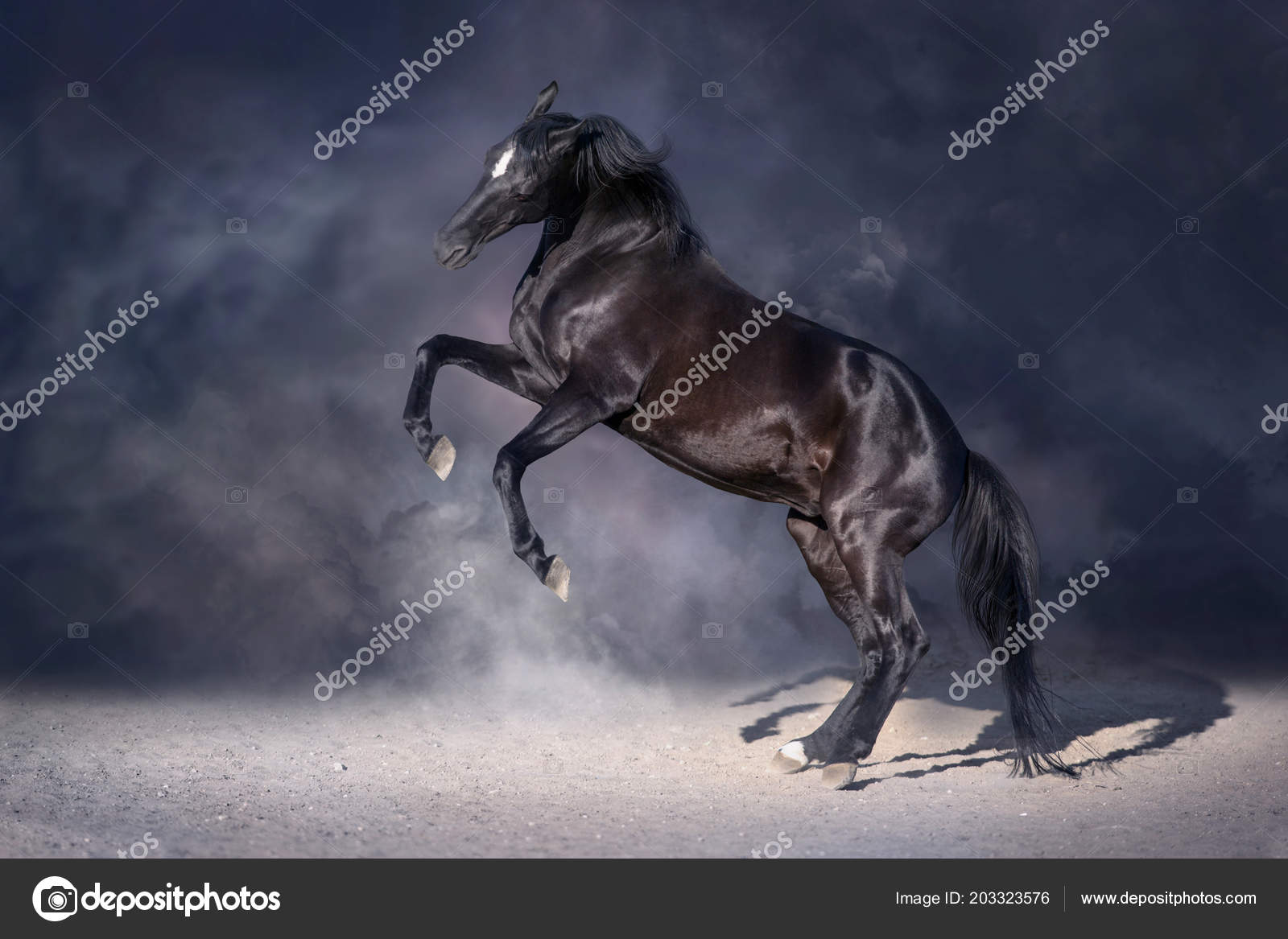 Black Thoroughbred Stallion Rearing