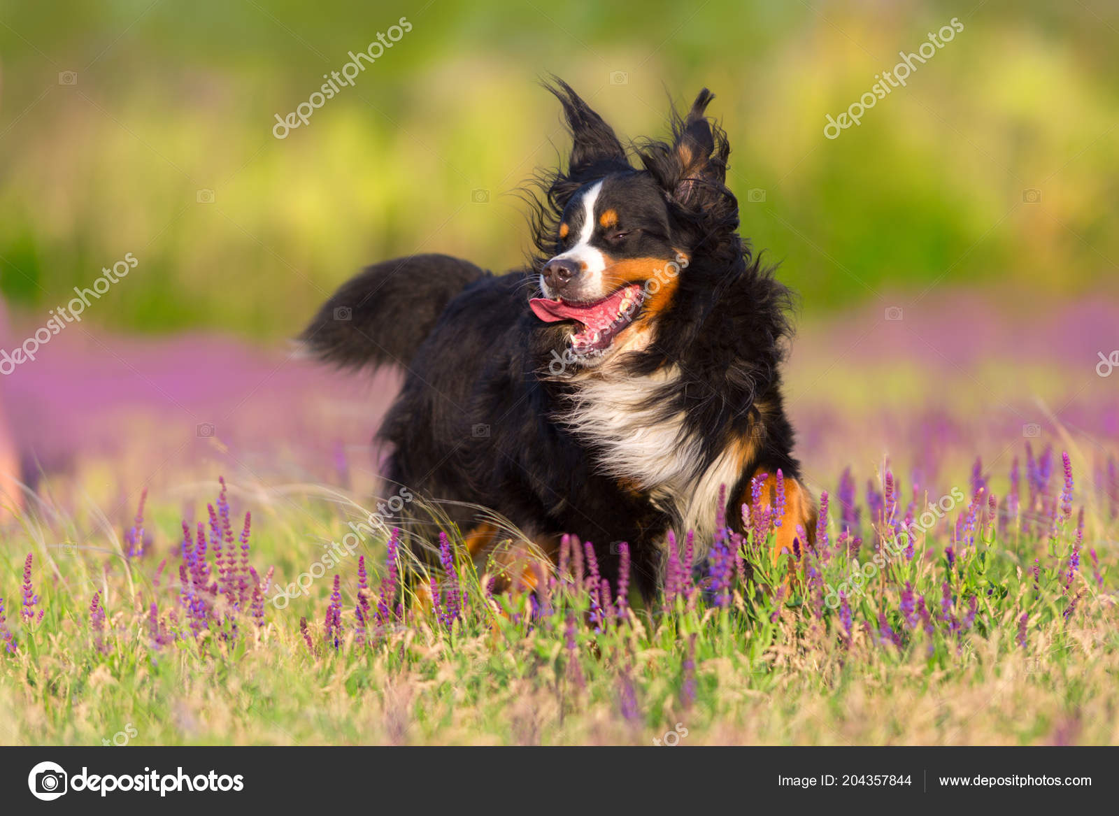 Bernese Mountain Dog Run Violet Flowers Field — Stock Photo © kwadrat70 ...